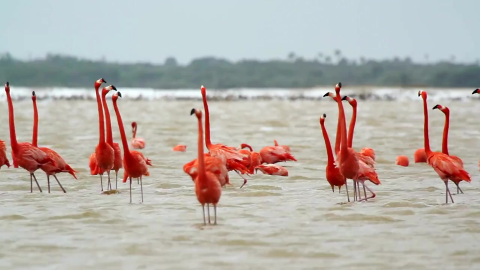 Why Are Flamingos Pink? Fun Facts and Fascinating Adaptations of These ...