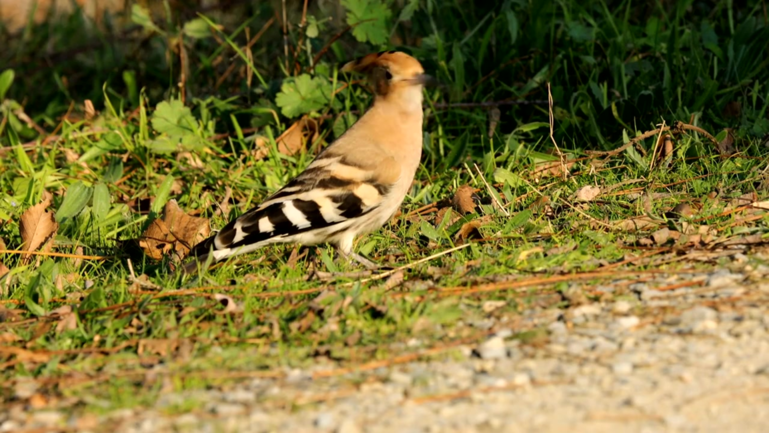 Hoopoe Bird: Facts, Habitat, Call & Stunning Adaptations