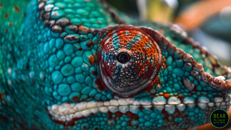 Beyond Camouflage: Secrets of Chameleon's Color Changes - BearBunk