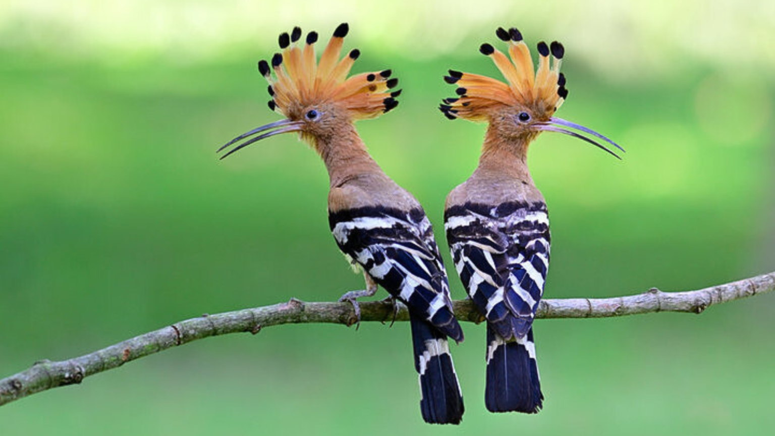 Hoopoe Bird: Facts, Habitat, Call & Stunning Adaptations