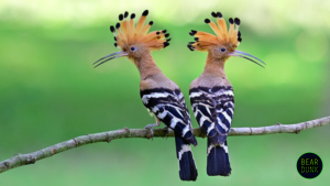 Hoopoe Bird: Facts, Habitat, Call & Stunning Adaptations