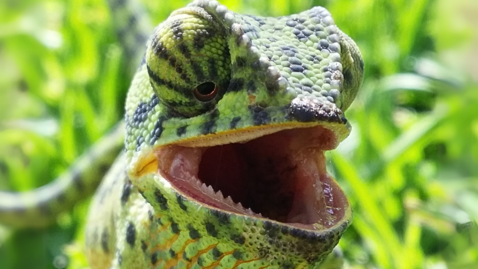 Beyond Camouflage: Secrets of Chameleon's Color Changes - BearBunk