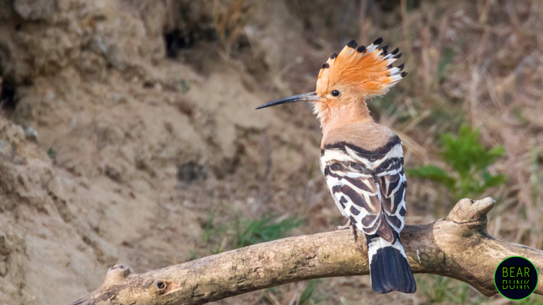 Hoopoe Bird: Facts, Habitat, Call & Stunning Adaptations