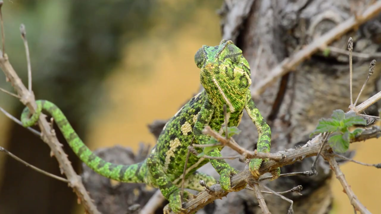 Beyond Camouflage: Secrets of Chameleon's Color Changes - BearBunk