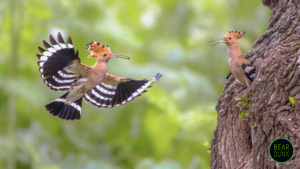 Hoopoe Bird: Facts, Habitat, Call & Stunning Adaptations