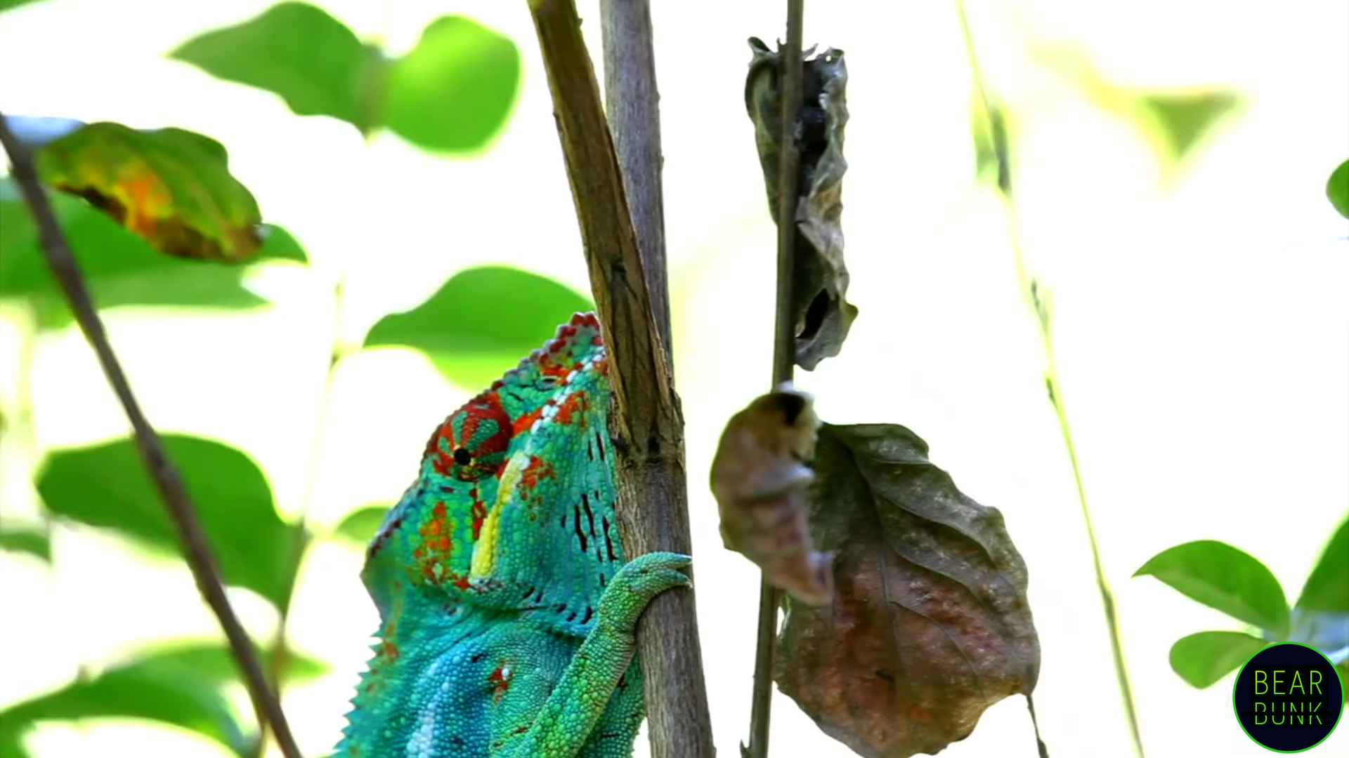 Beyond Camouflage: Secrets of Chameleon's Color Changes - BearBunk