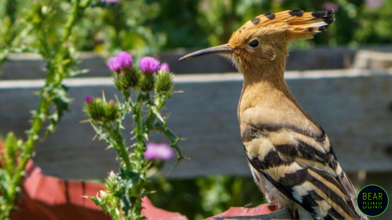 Hoopoe Bird: Facts, Habitat, Call & Stunning Adaptations