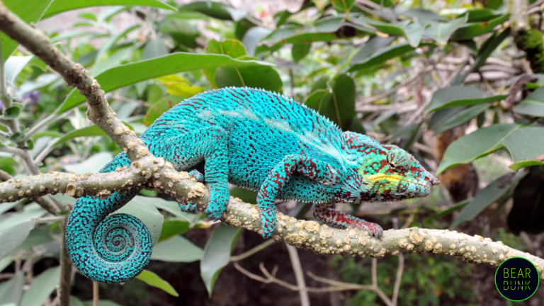Beyond Camouflage: Secrets of Chameleon's Color Changes - BearBunk