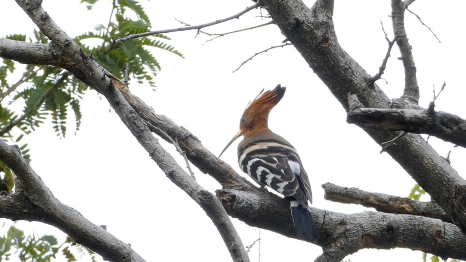 Hoopoe Bird: Facts, Habitat, Call & Stunning Adaptations