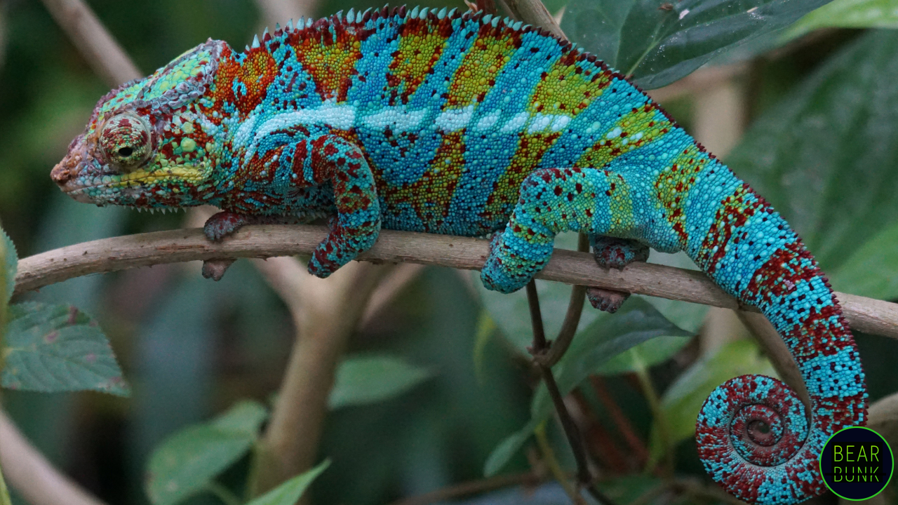 Beyond Camouflage: Secrets of Chameleon's Color Changes - BearBunk