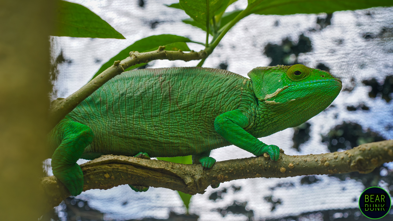 Beyond Camouflage: Secrets of Chameleon's Color Changes - BearBunk