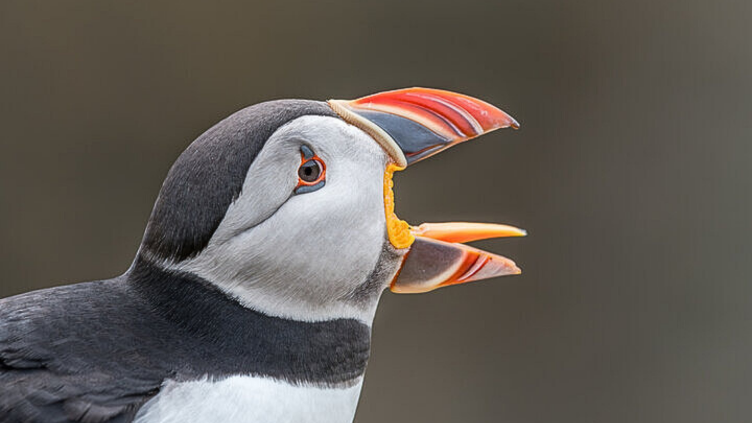The Incredible World of Puffins: Fun Facts & Amazing Adaptations