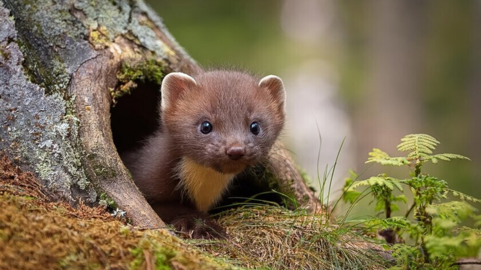 Pine Martens: Discover the Elusive and Agile Forest Acrobat!