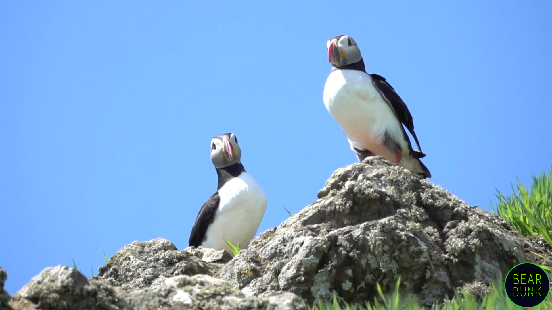 The Incredible World of Puffins: Fun Facts & Amazing Adaptations