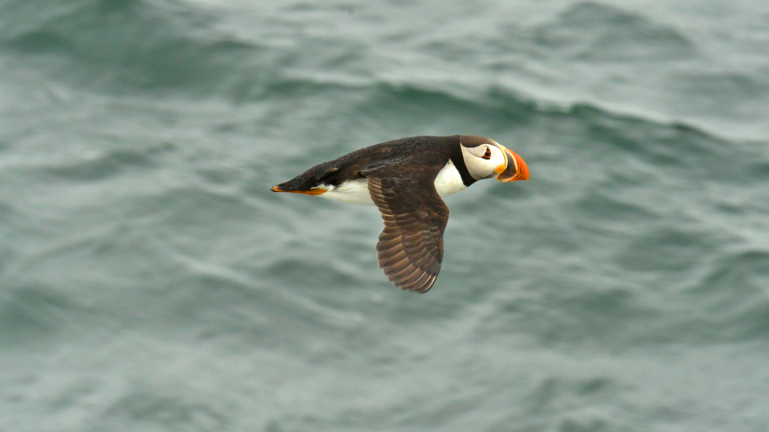 The Incredible World of Puffins: Fun Facts & Amazing Adaptations
