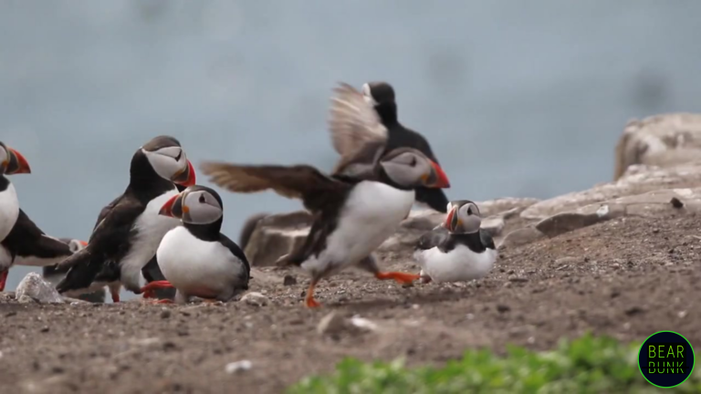 The Incredible World of Puffins: Fun Facts & Amazing Adaptations