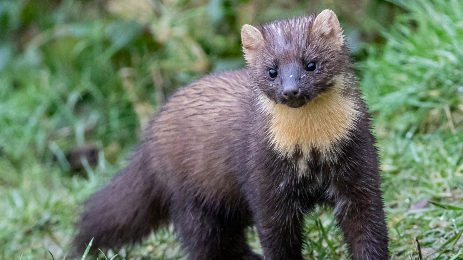 Pine Martens: Discover the Elusive and Agile Forest Acrobat!