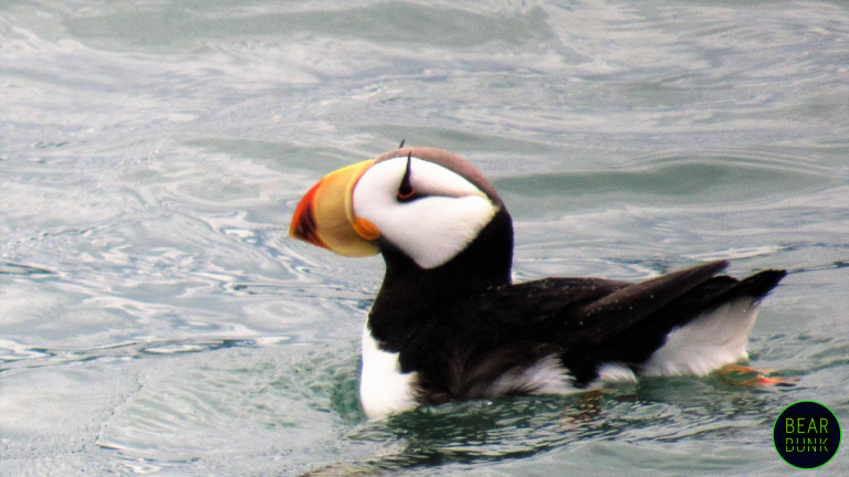 The Incredible World of Puffins: Fun Facts & Amazing Adaptations