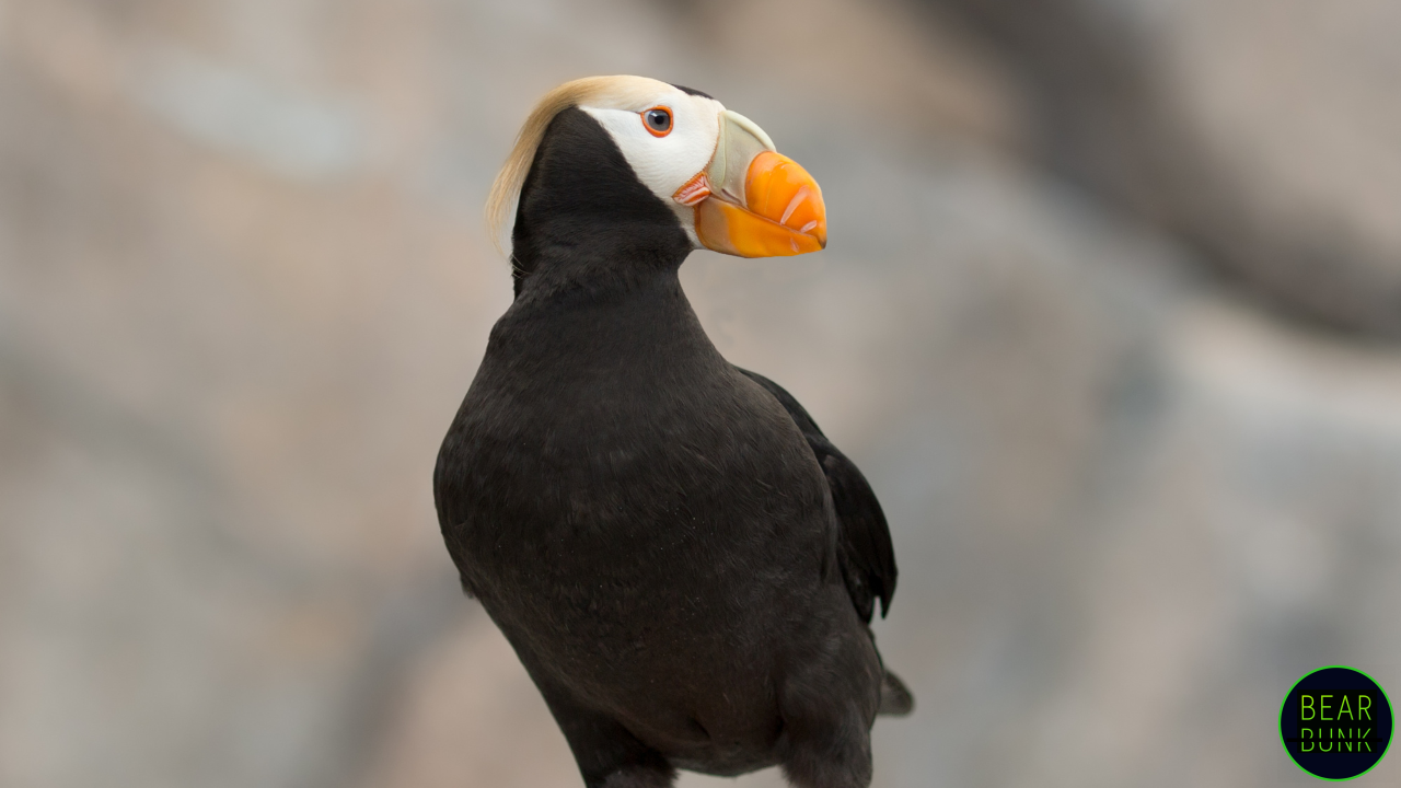 The Incredible World of Puffins: Fun Facts & Amazing Adaptations