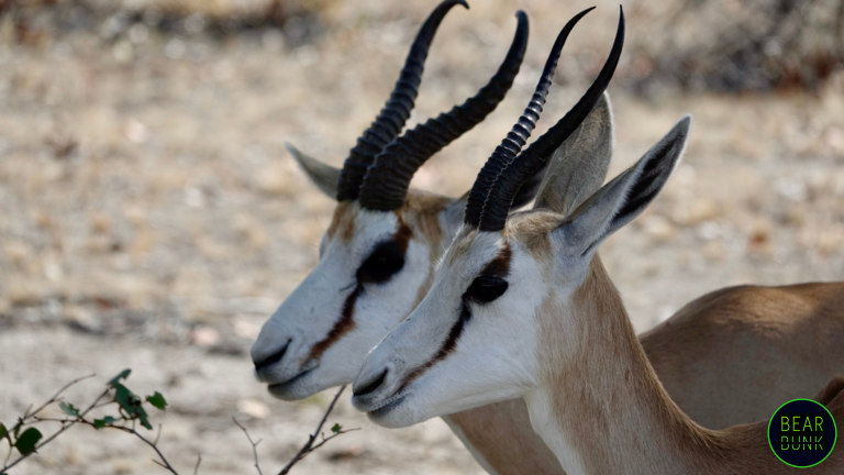 Amazing Springbok Facts: Speed, Survival, and the Secret of Pronking