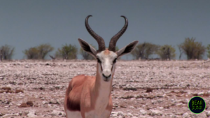 Amazing Springbok Facts: Speed, Survival, and the Secret of Pronking