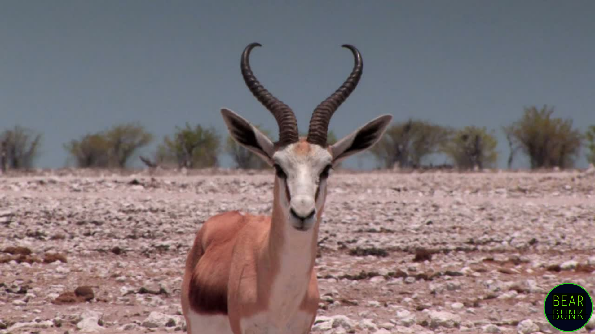 Amazing Springbok Facts: Speed, Survival, and the Secret of Pronking