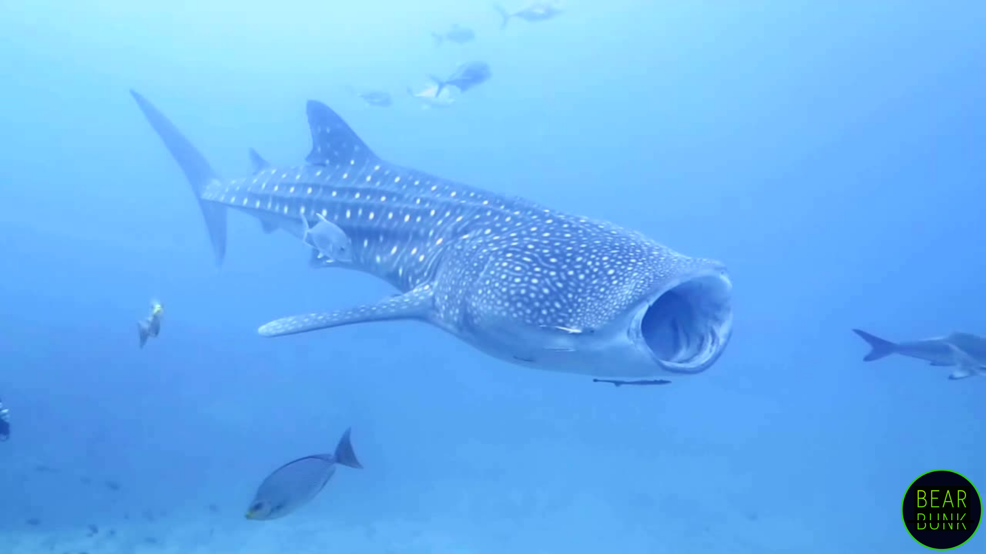 Whale Sharks - Whale Sharks – Gentle Giants of the Ocean | Fascinating ...