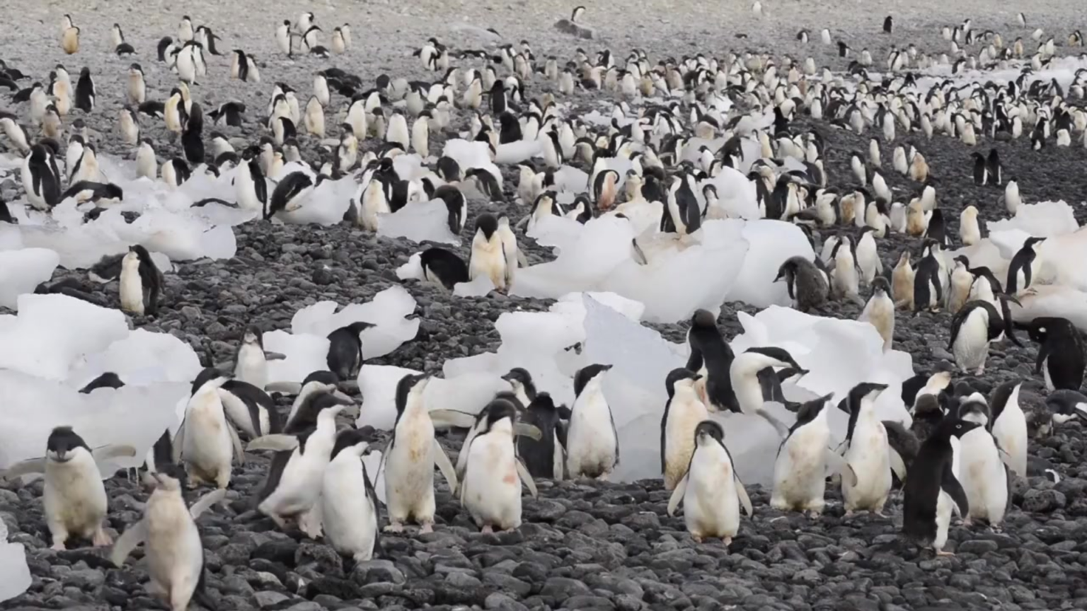 Penguins: Amazing Facts, Species, Parenting & Survival in the Wild