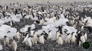 Penguins: Amazing Facts, Species, Parenting & Survival in the Wild