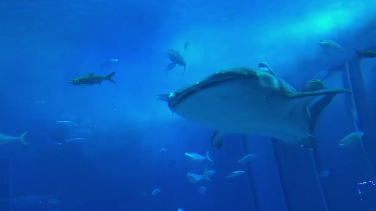 Whale Sharks - Whale Sharks – Gentle Giants of the Ocean | Fascinating ...