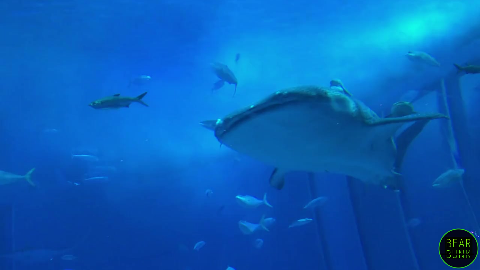 Whale Sharks - Whale Sharks – Gentle Giants of the Ocean | Fascinating ...