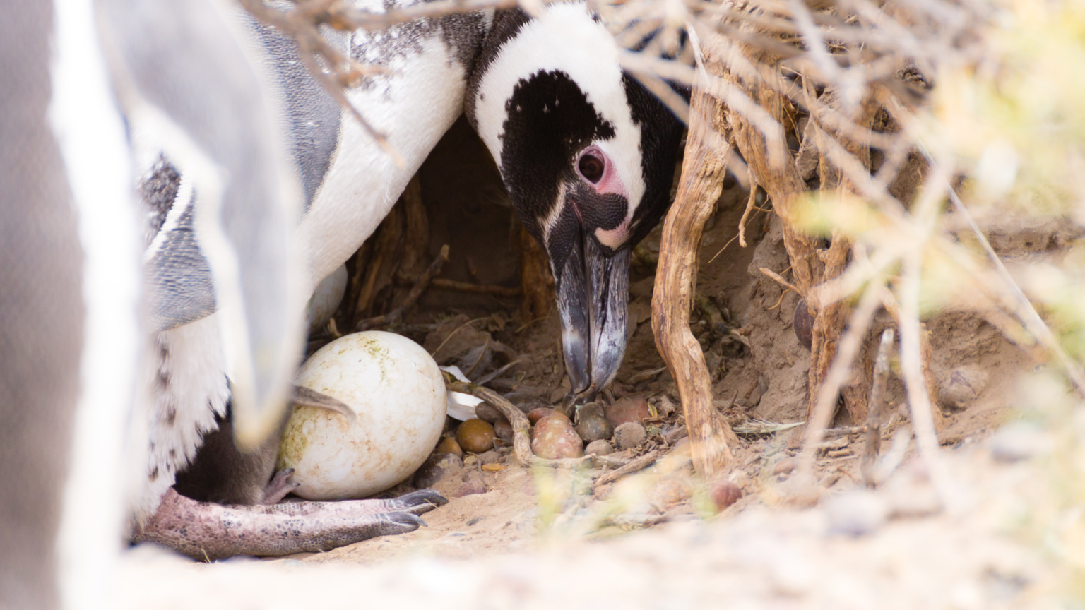 Penguins: Amazing Facts, Species, Parenting & Survival in the Wild