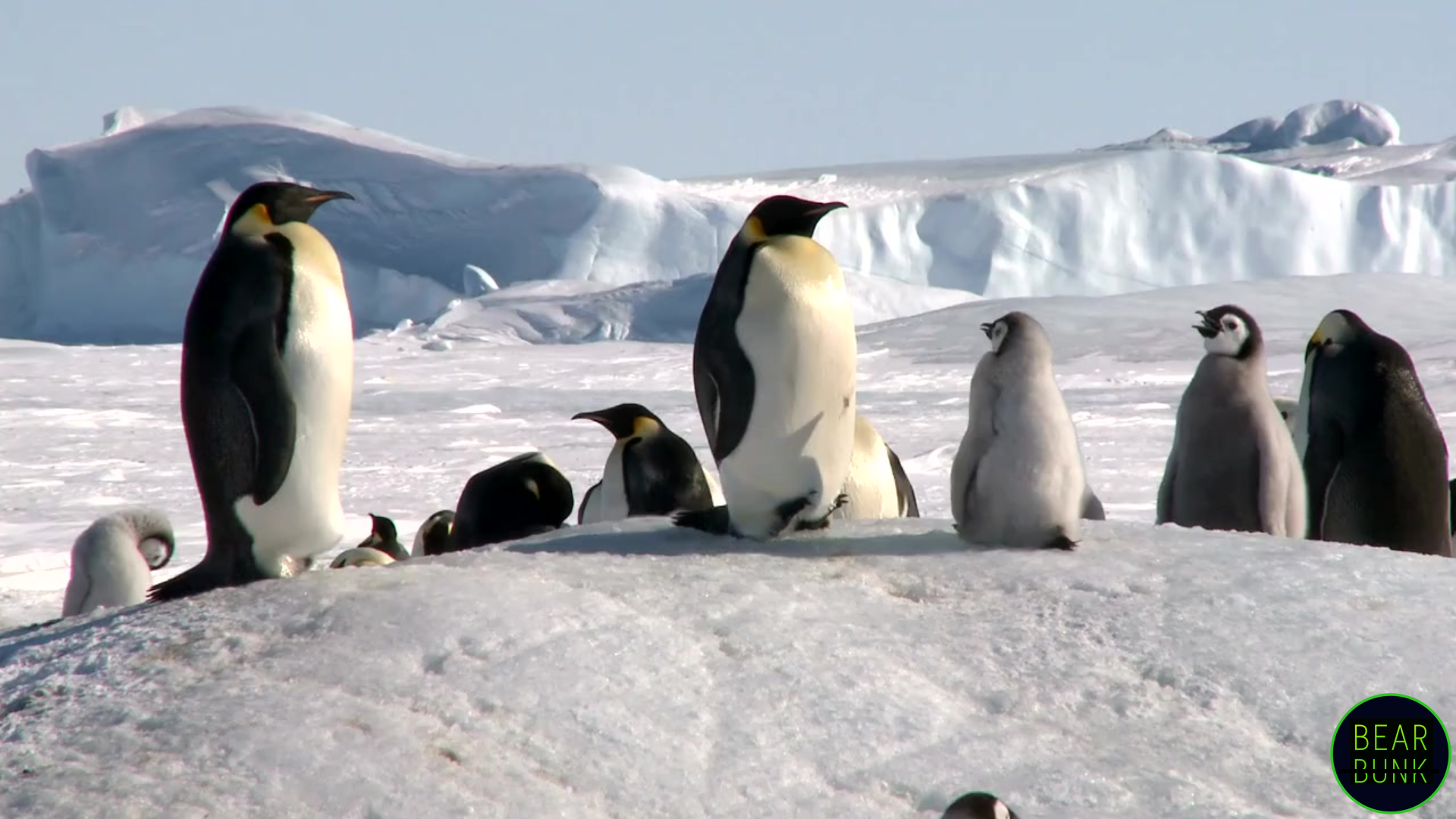 Penguins: Amazing Facts, Species, Parenting & Survival in the Wild