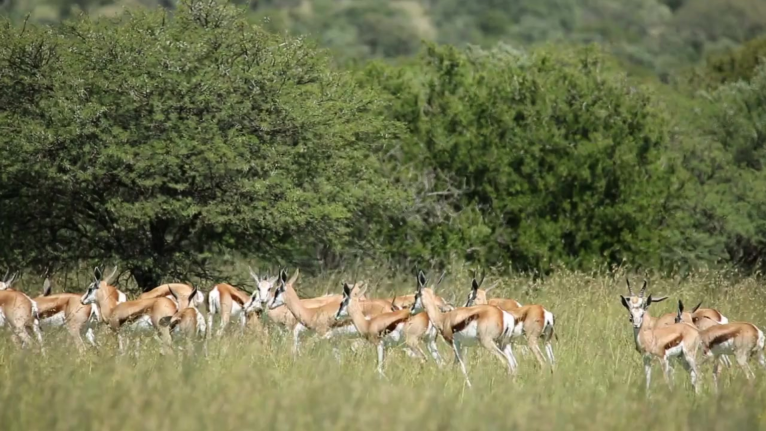 Amazing Springbok Facts: Speed, Survival, and the Secret of Pronking