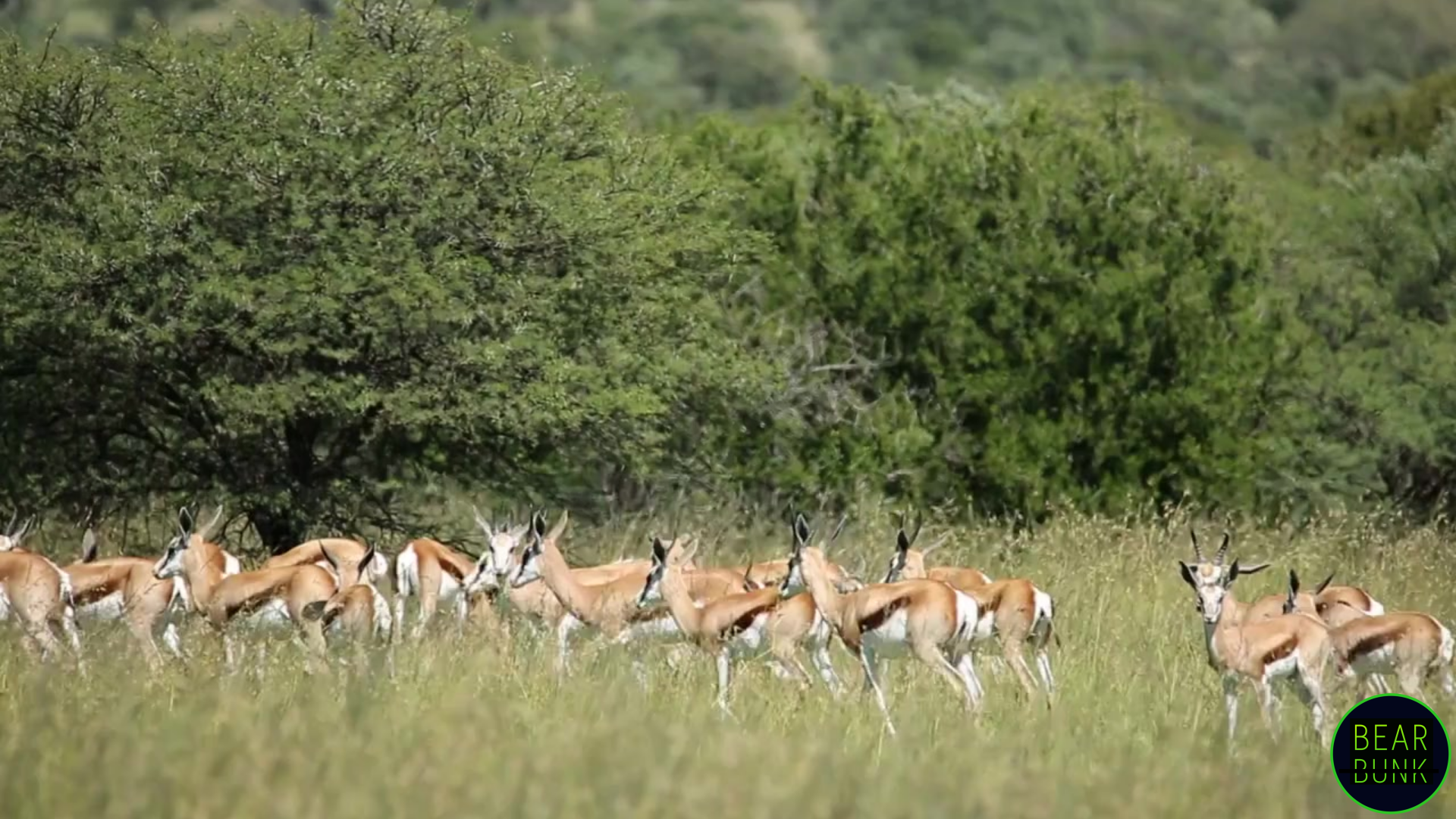 Amazing Springbok Facts: Speed, Survival, and the Secret of Pronking