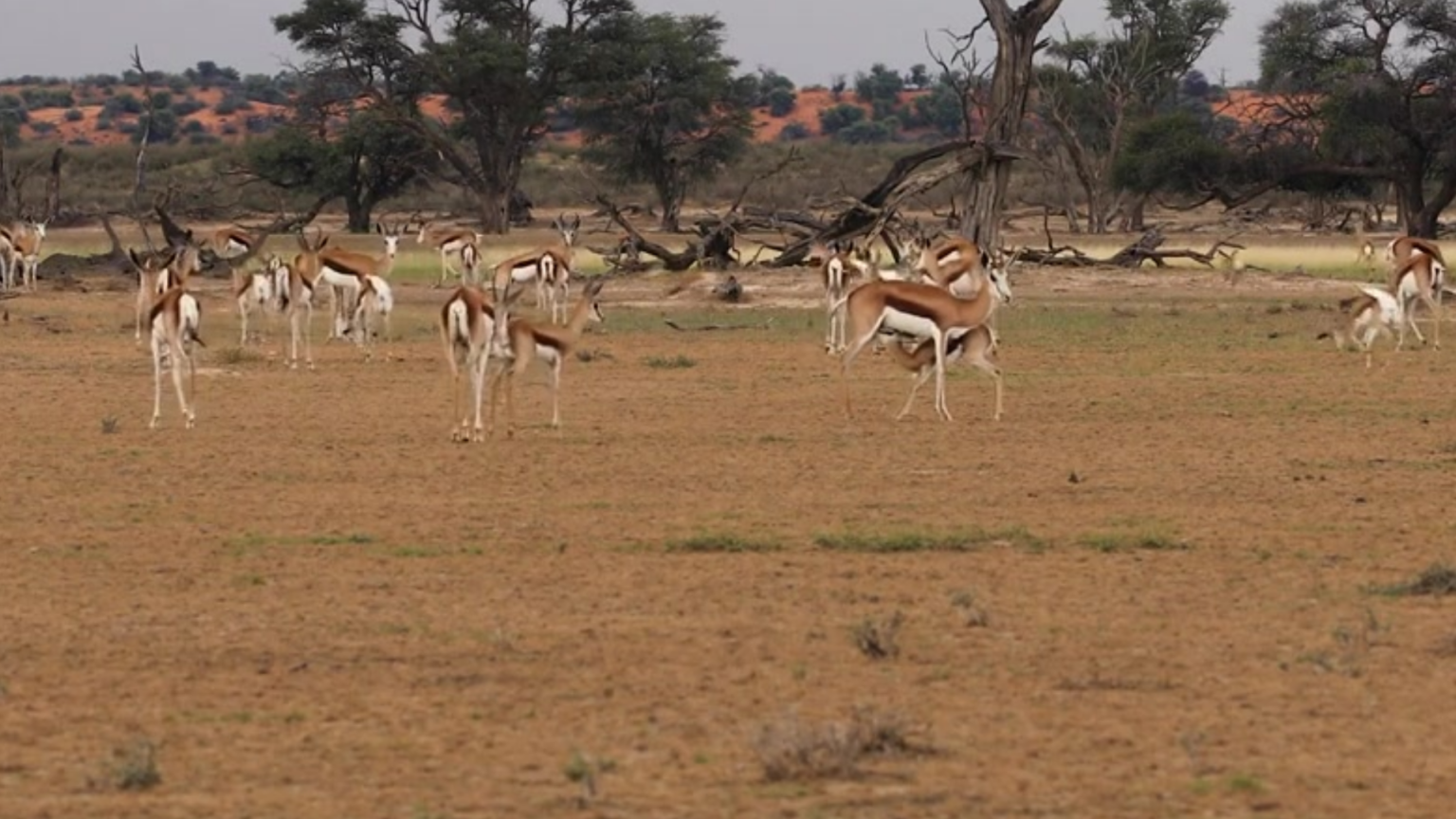 Amazing Springbok Facts: Speed, Survival, and the Secret of Pronking