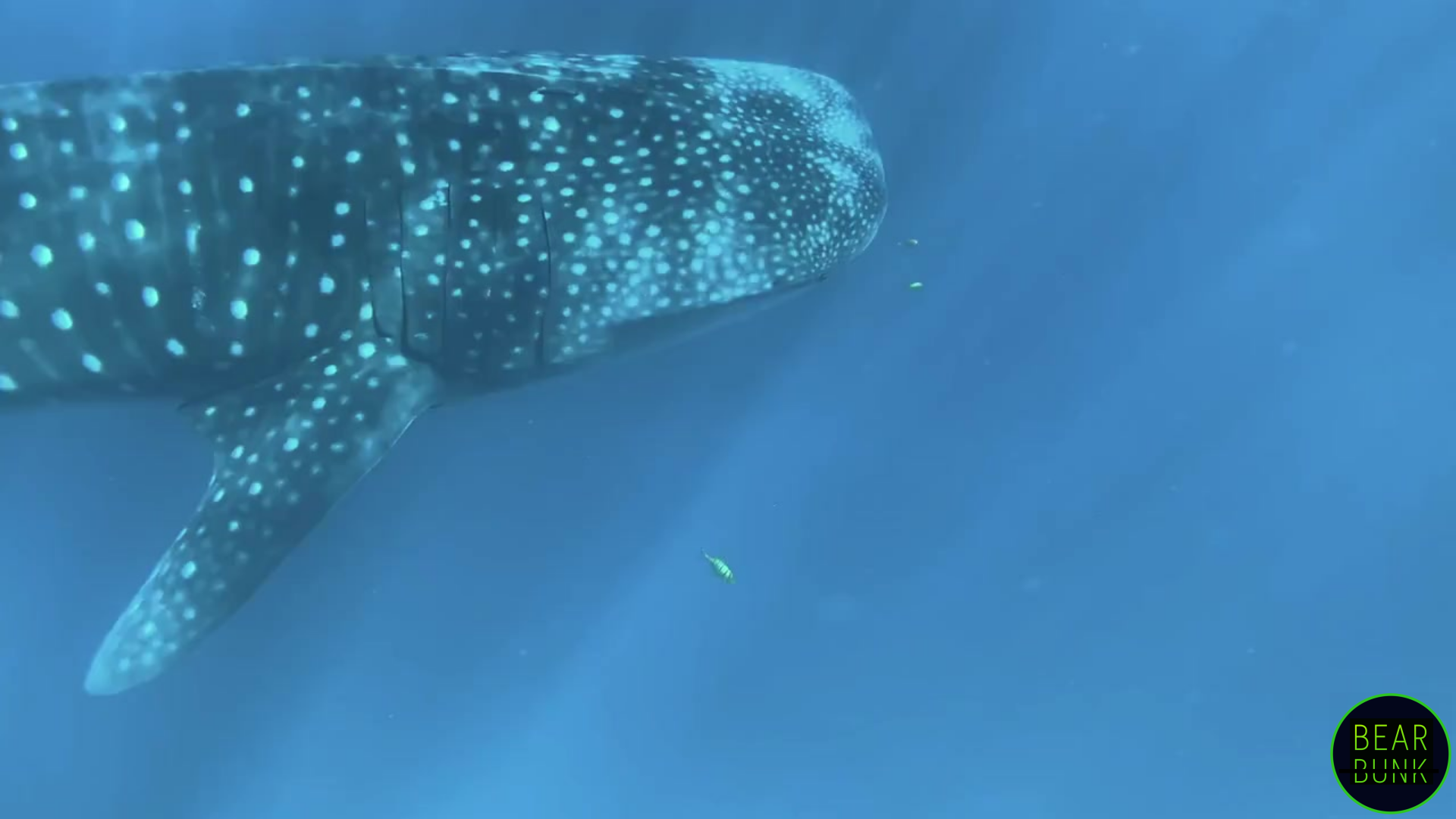 Whale Sharks - Whale Sharks – Gentle Giants of the Ocean | Fascinating ...