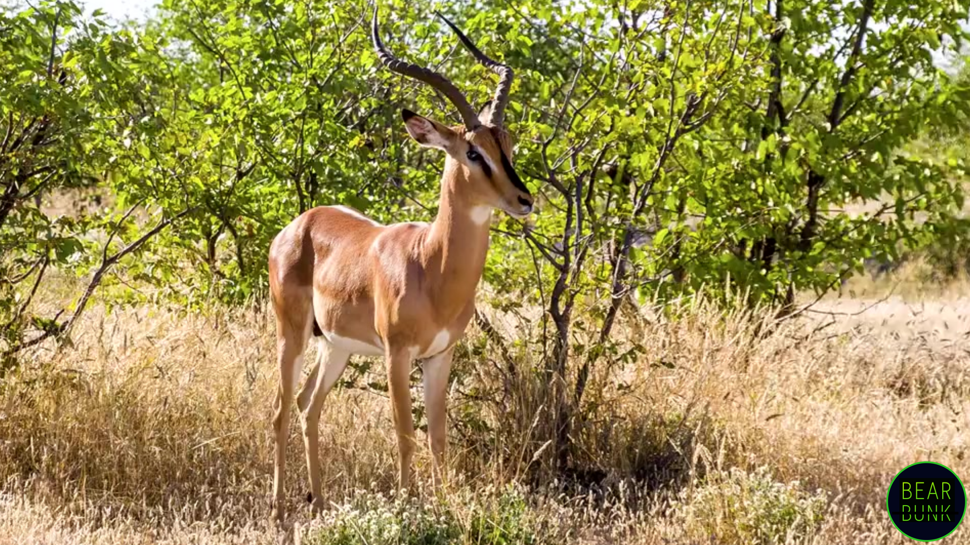 Amazing Springbok Facts: Speed, Survival, and the Secret of Pronking