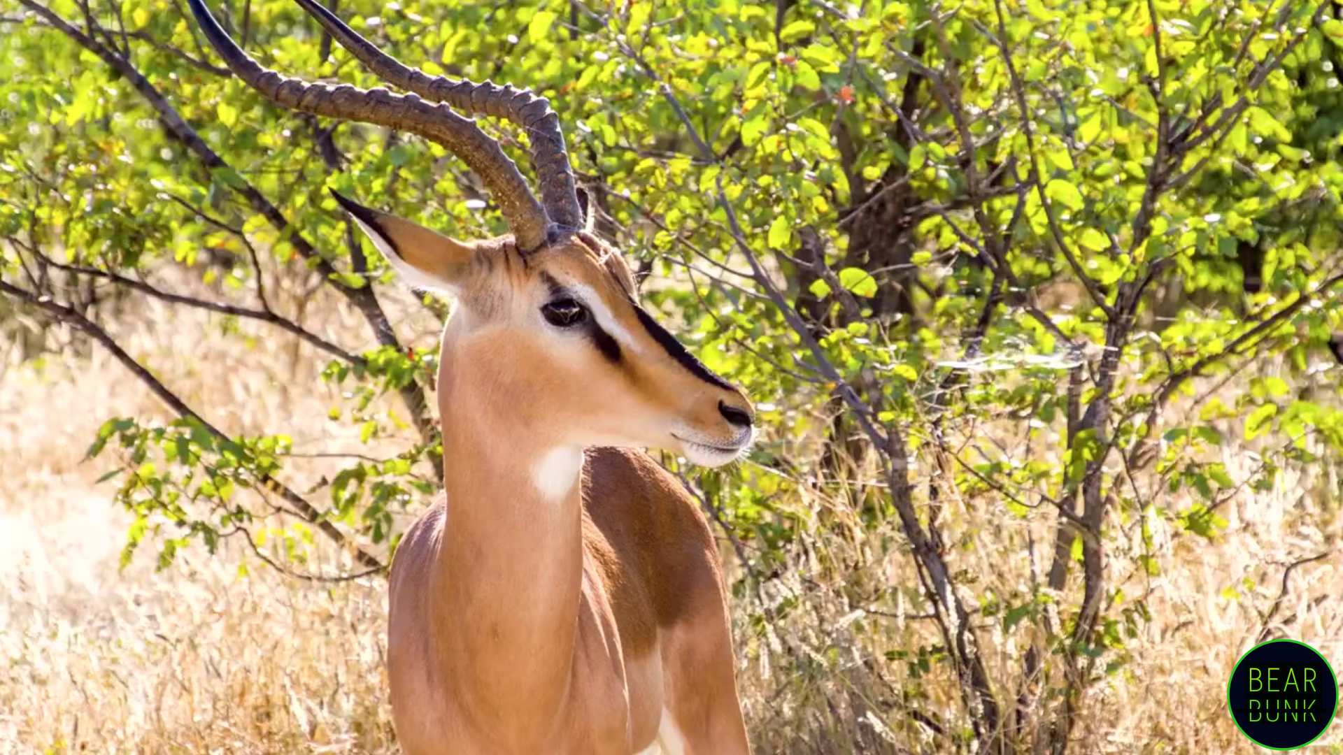 Amazing Springbok Facts: Speed, Survival, and the Secret of Pronking