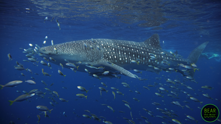 Whale Sharks - Whale Sharks – Gentle Giants of the Ocean | Fascinating ...