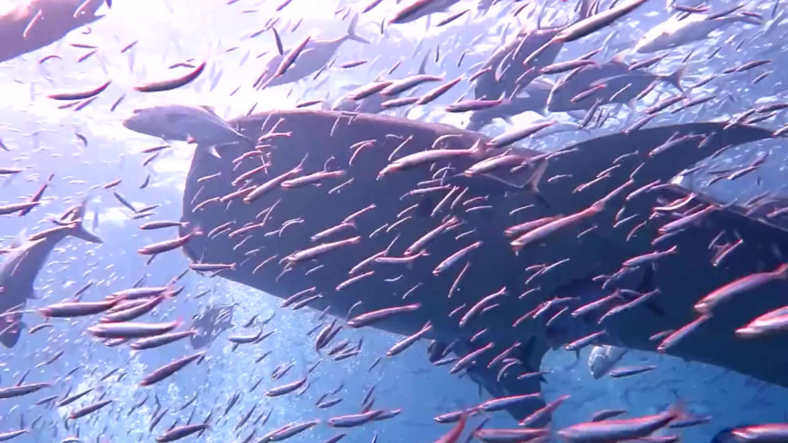 Whale Sharks - Whale Sharks – Gentle Giants of the Ocean | Fascinating ...