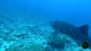 Whale Sharks - Whale Sharks – Gentle Giants of the Ocean | Fascinating ...
