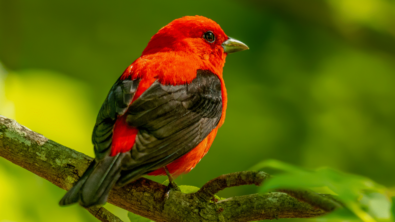 Scarlet Tanager: The Fiery Color-Changing Songbird of the Forest