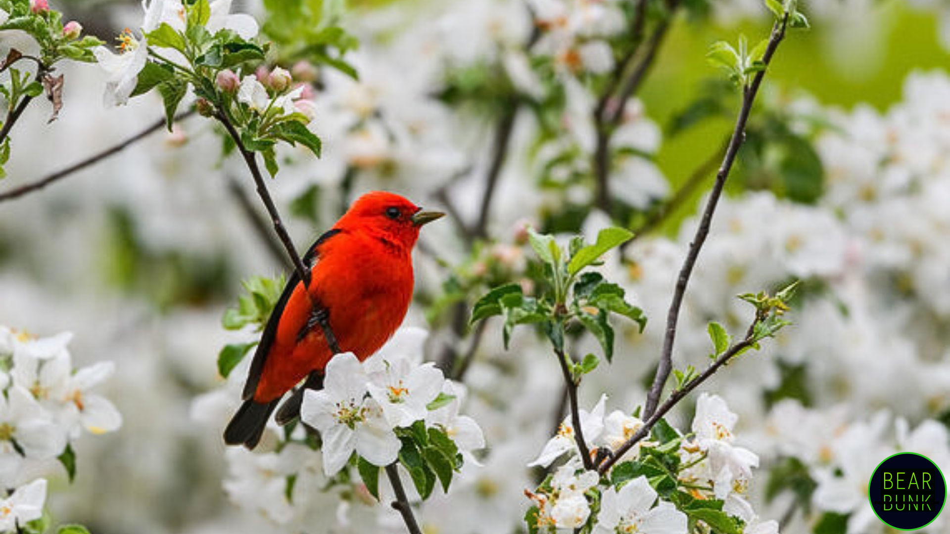 Scarlet Tanager: The Fiery Color-Changing Songbird of the Forest