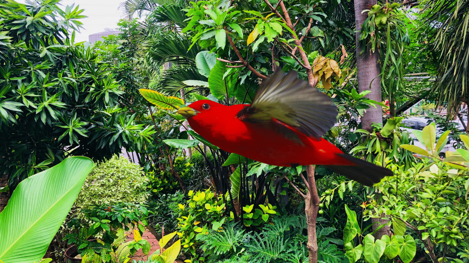 Scarlet Tanager: The Fiery Color-Changing Songbird of the Forest