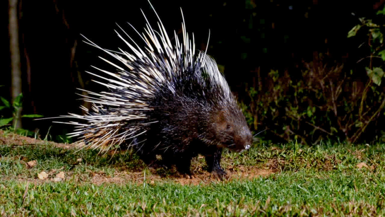 Porcupines: Amazing Facts About Nature’s Spikey Herbivores