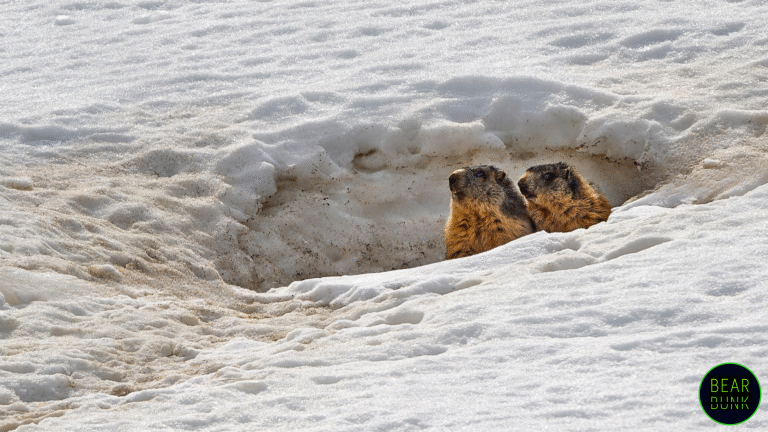 Marvelous Marmots: Chonky Whistling Survivors of the Mountains