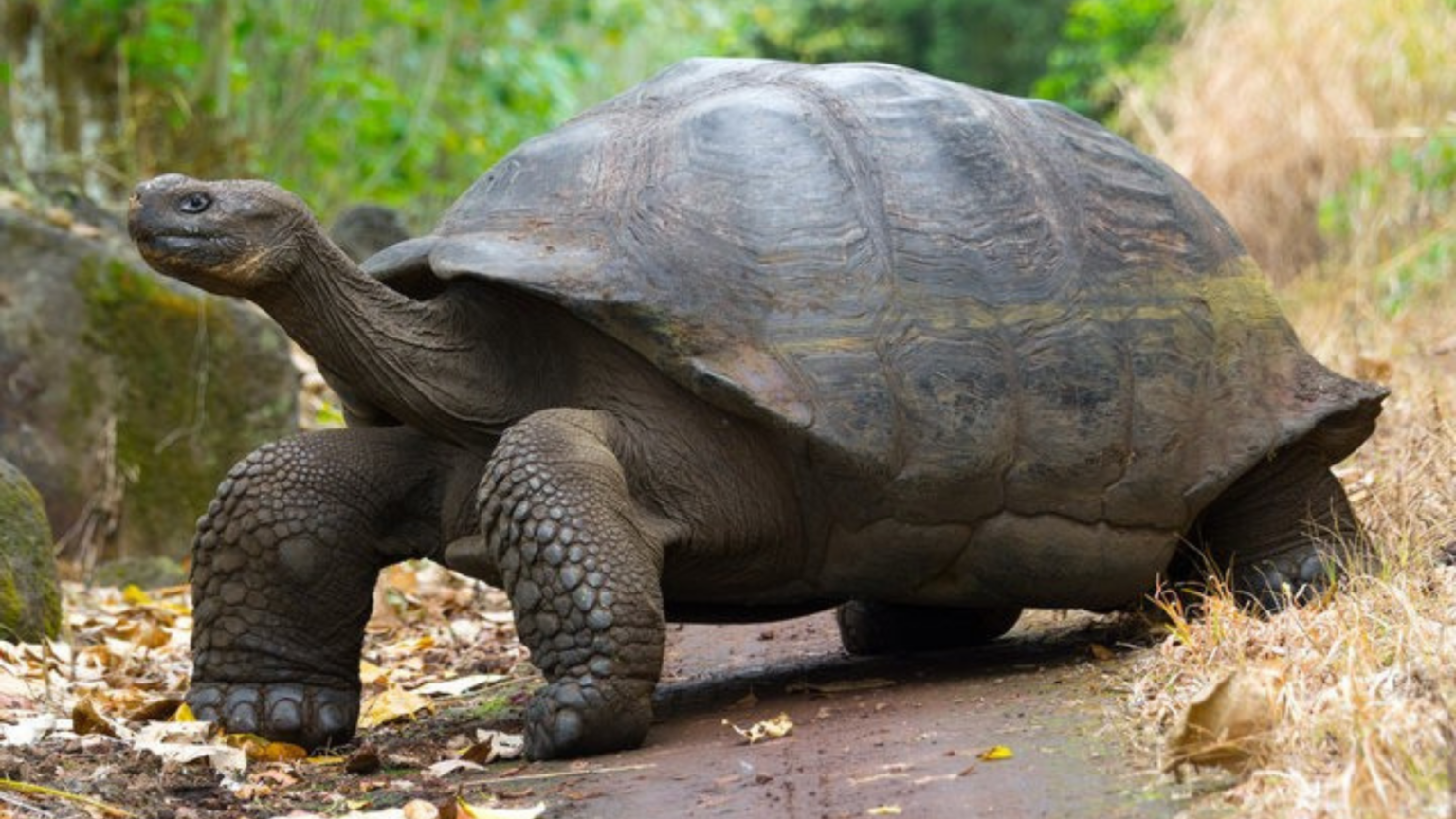 Galápagos Tortoises: Fascinating Facts About These Island Giants