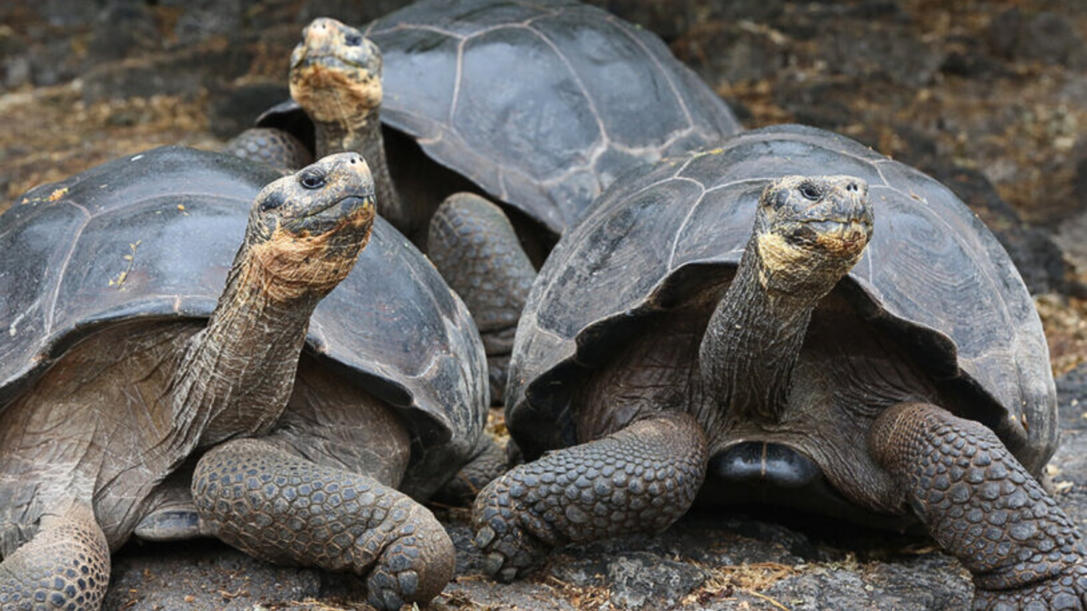 Galápagos Tortoises: Fascinating Facts About These Island Giants