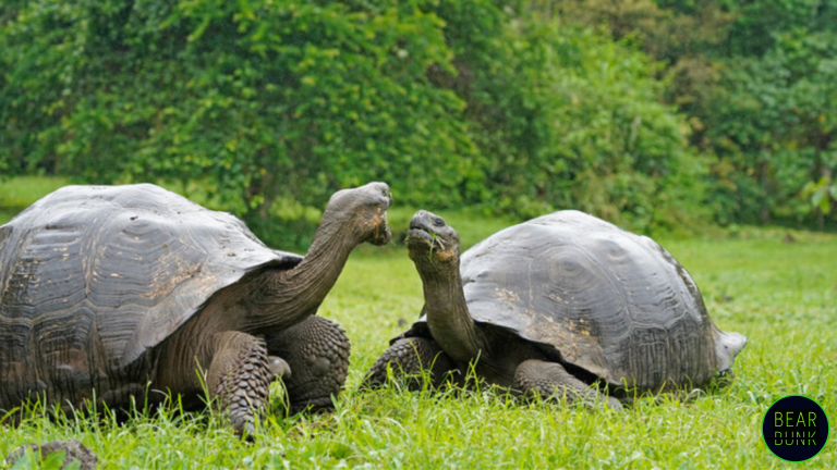 Galápagos Tortoises: Fascinating Facts About These Island Giants